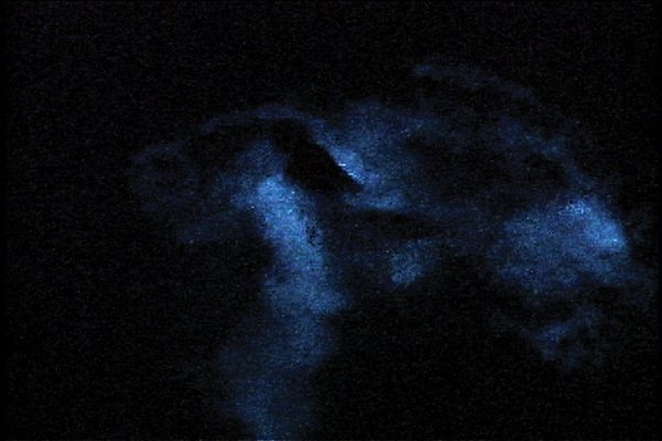 Rosamond Wolff Purcell / Rich Pell / Cameron Keith Gainer : Field Notes ...